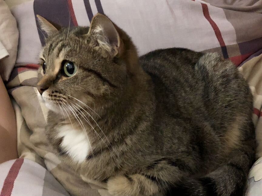 Кошка Люся