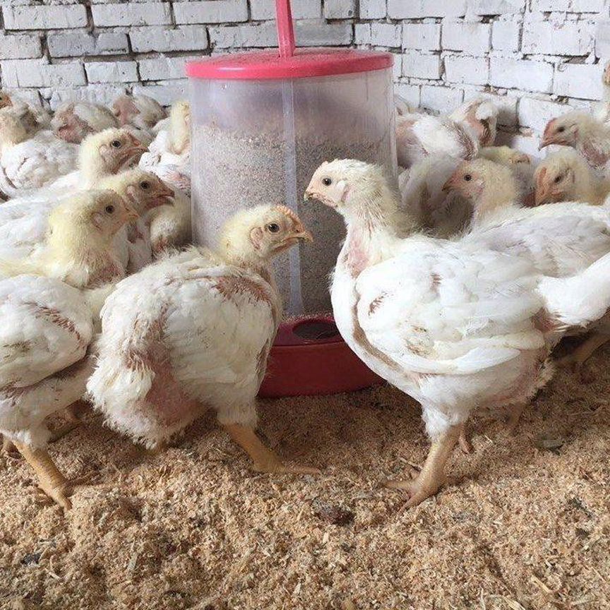 Бройлер подрощенный