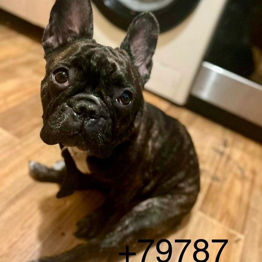 Французский бульдог