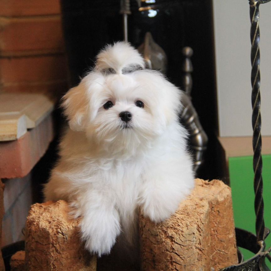 Мальтезе мальтийская болонка мальчик