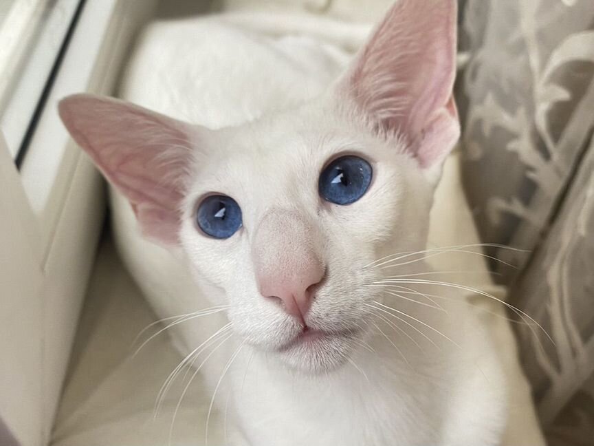 Ориентальный котенок