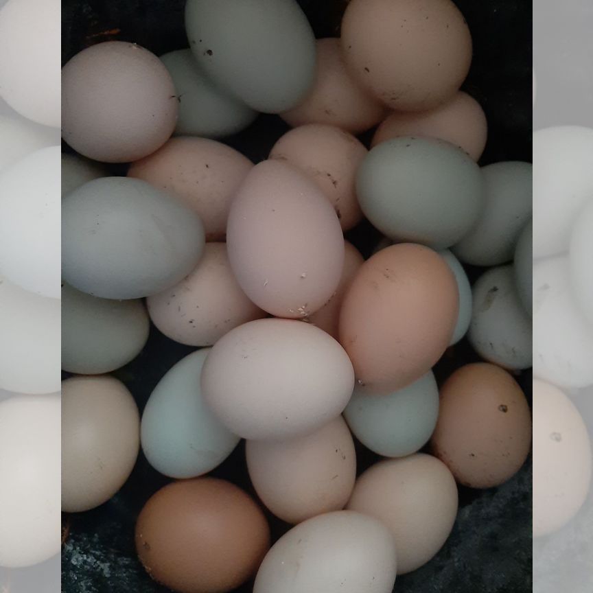 Инкубационное яйцо