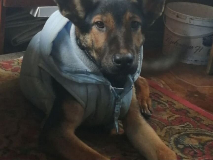 Щенок в добрые руки бесплатно