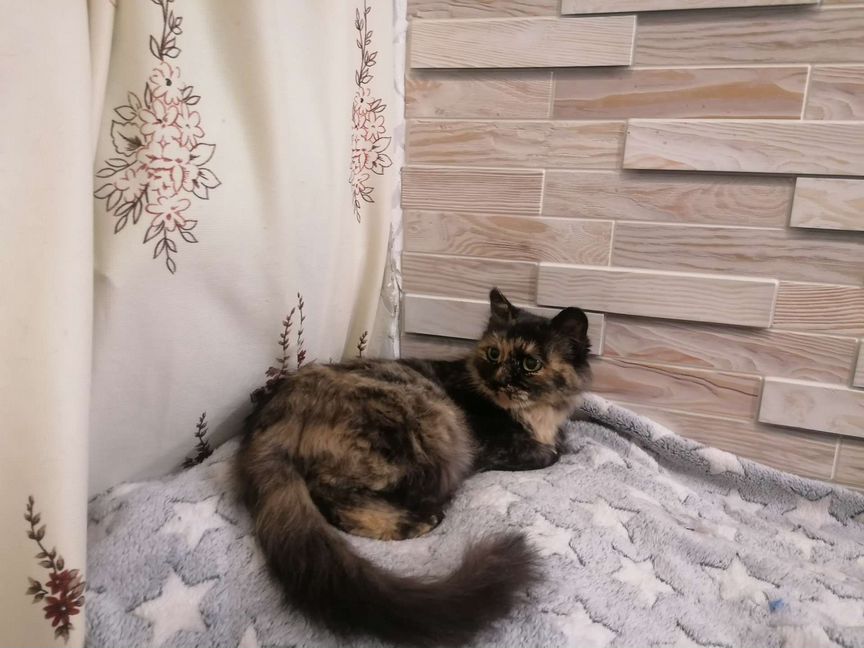 Кошка Аксинья (Ксюша)