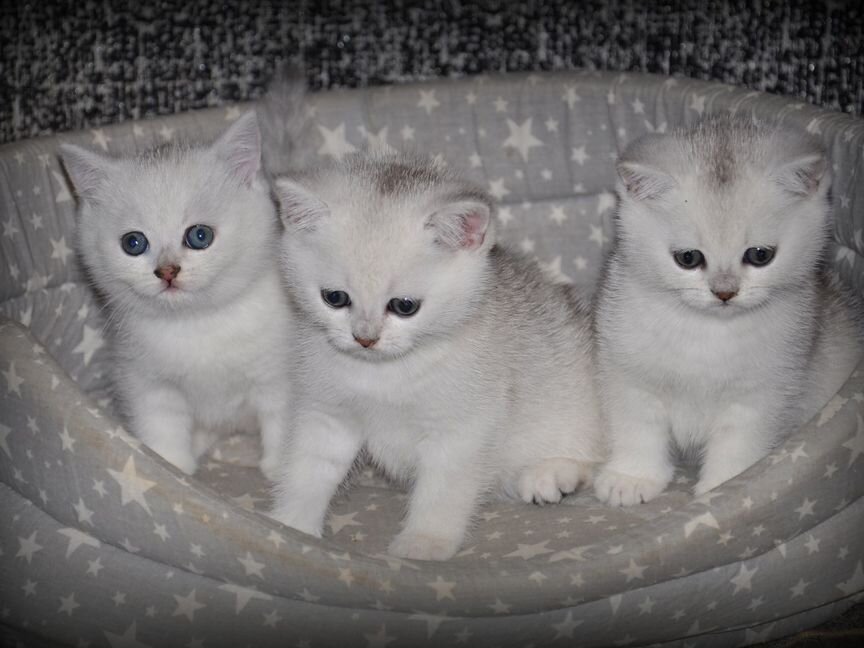 Котята редкого окраса "серебристая шиншилла"