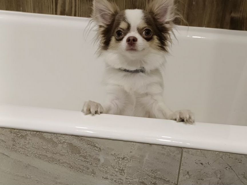 Чихуахуа мини