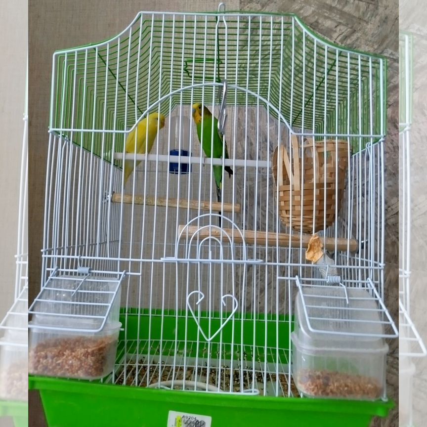 Волнистый попугай с клеткой