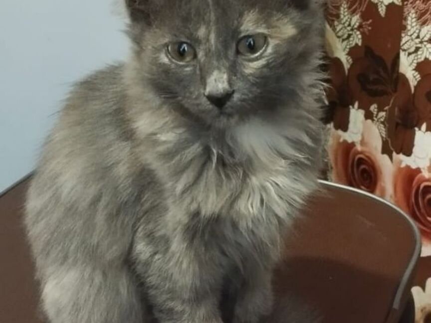 Красивая игривая кошечка