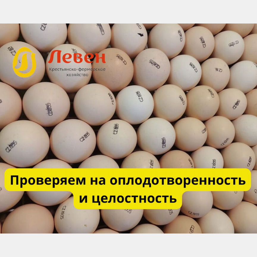 Импортное инкубационное яйцо кобб 500