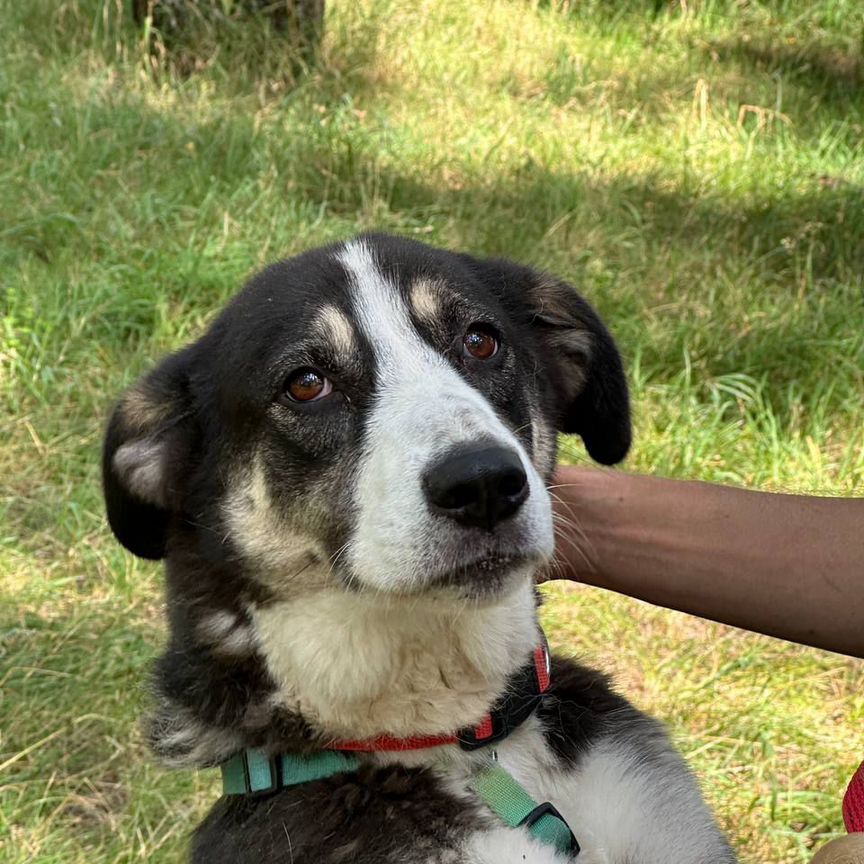 Девочка Маша ищет дом