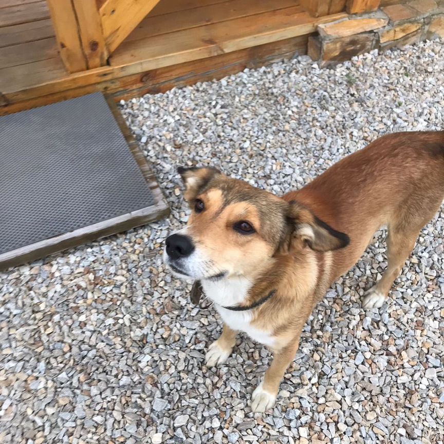 В добрые руки пес Тимофей