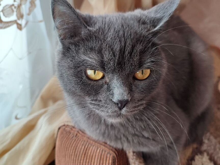 Британский кот