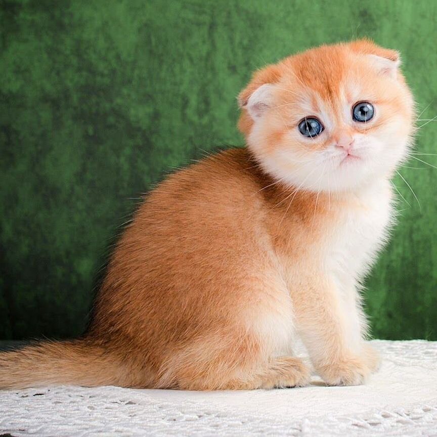 Шотландский вислоухий короткошёрстный котёнок