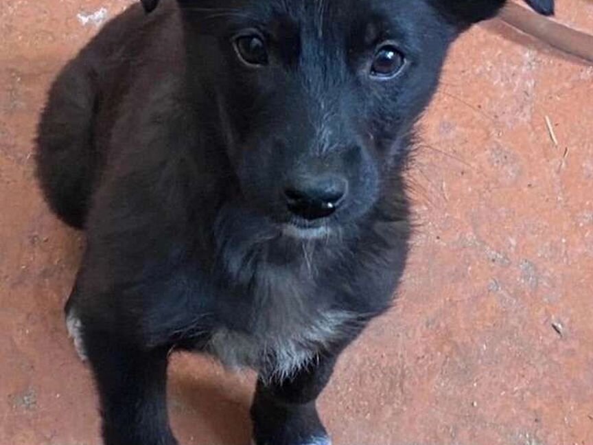 Просто щенки, которым грозит опастность