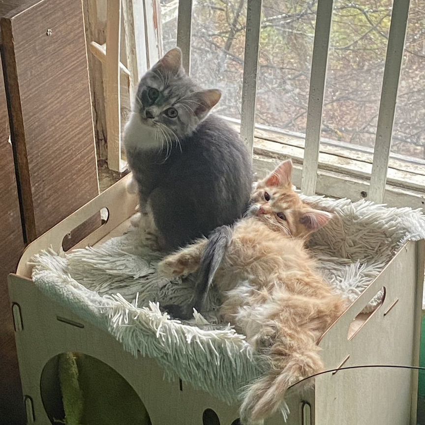 Котята