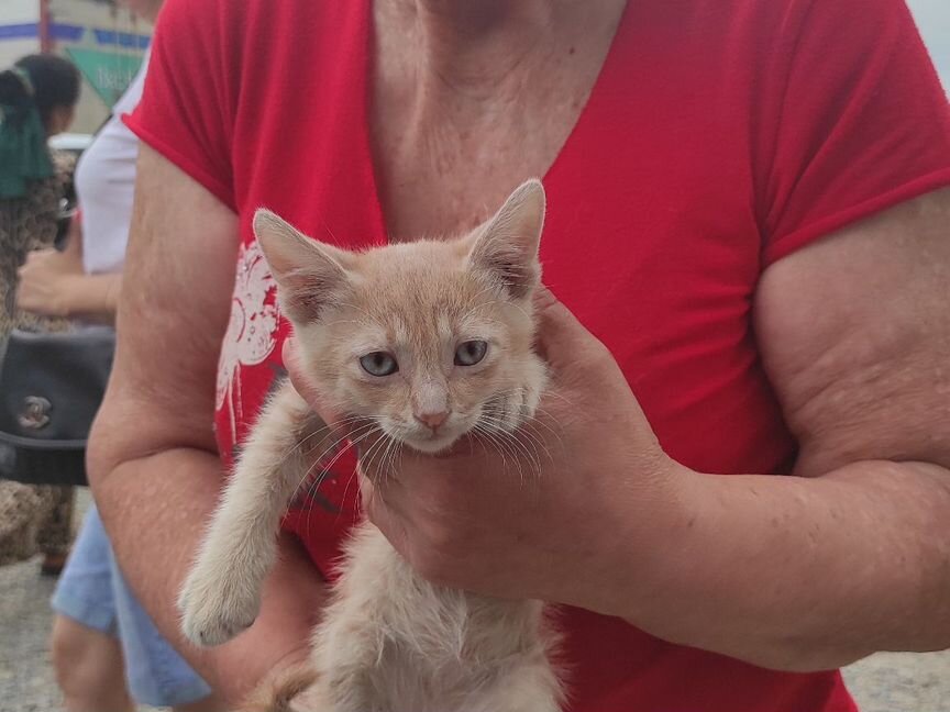 Щенки и котенок в добрые руки