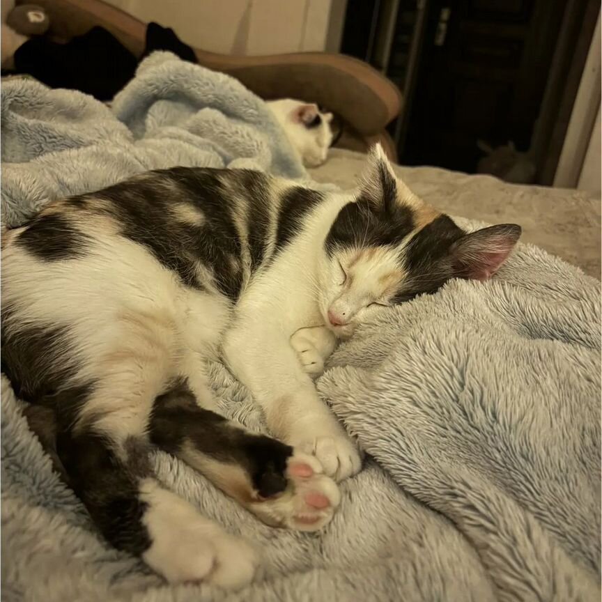 Взрослая, кошка в добрые руки