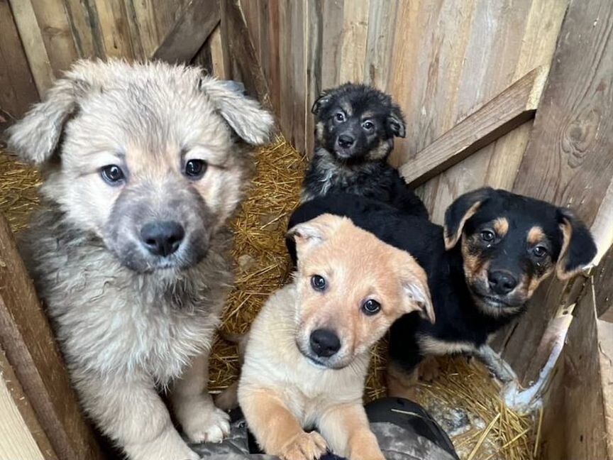 Чудесные щеночки в добрые руки