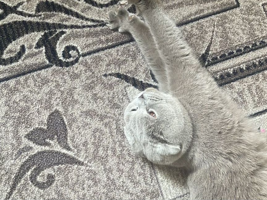 Отдам Моню в добрые ручки