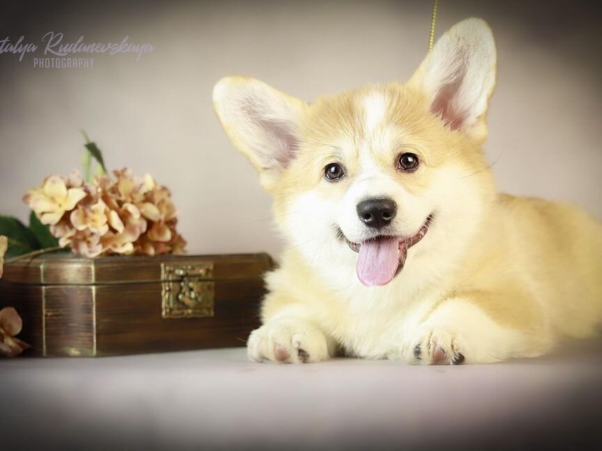 Продается щенок вельш корги пемброк