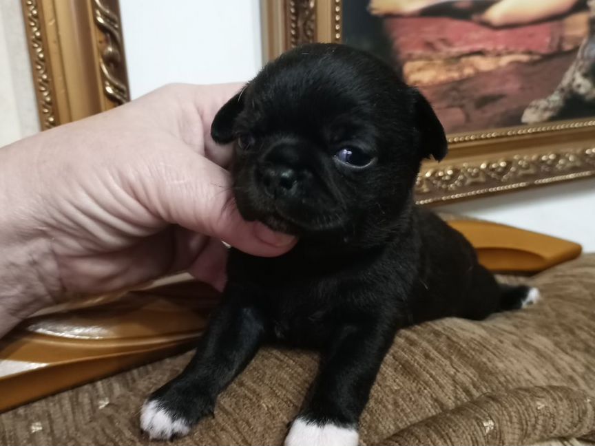 Девочки чихуахуа