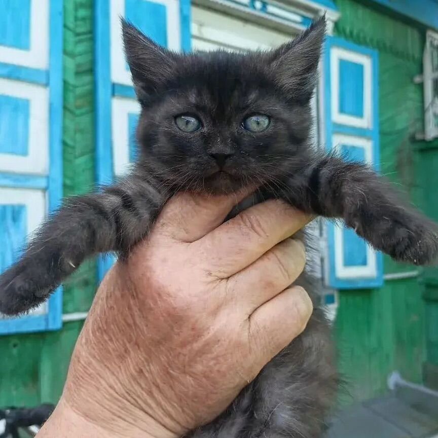 Котёнок в добрые руки