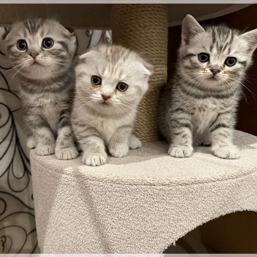 Шотландский вислоухий короткошёрстный котёнок