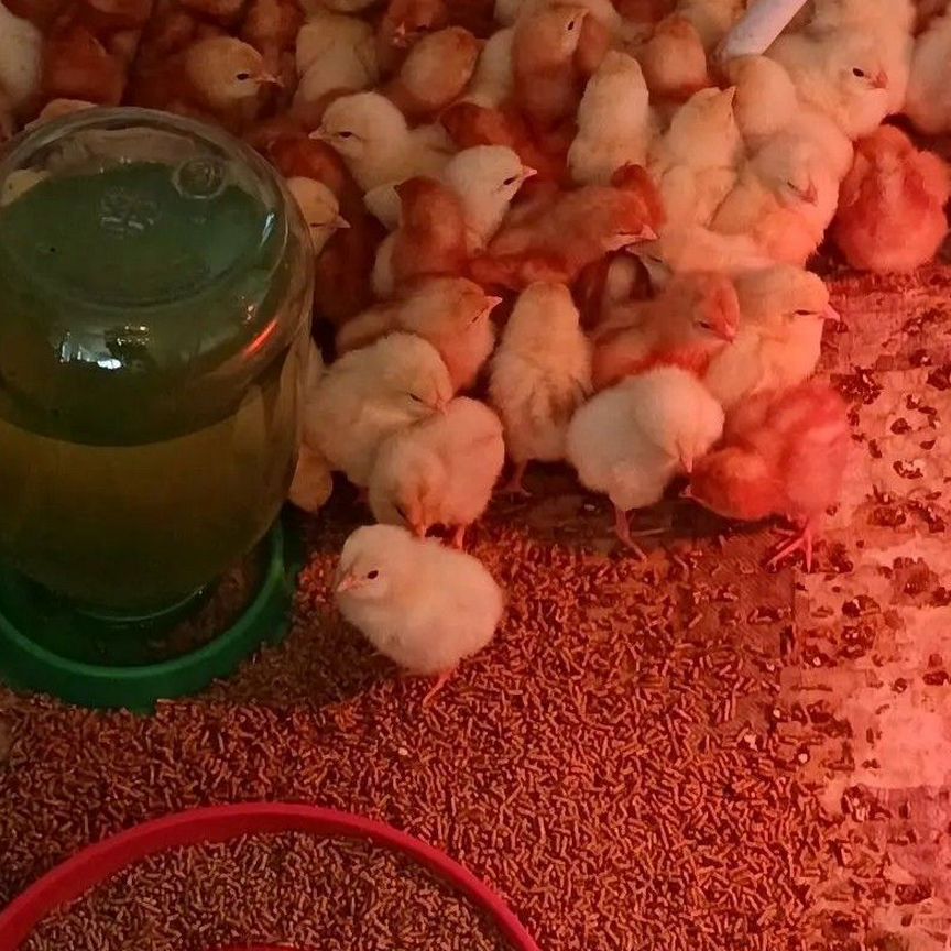 Цыплята суточные Ломан Браун