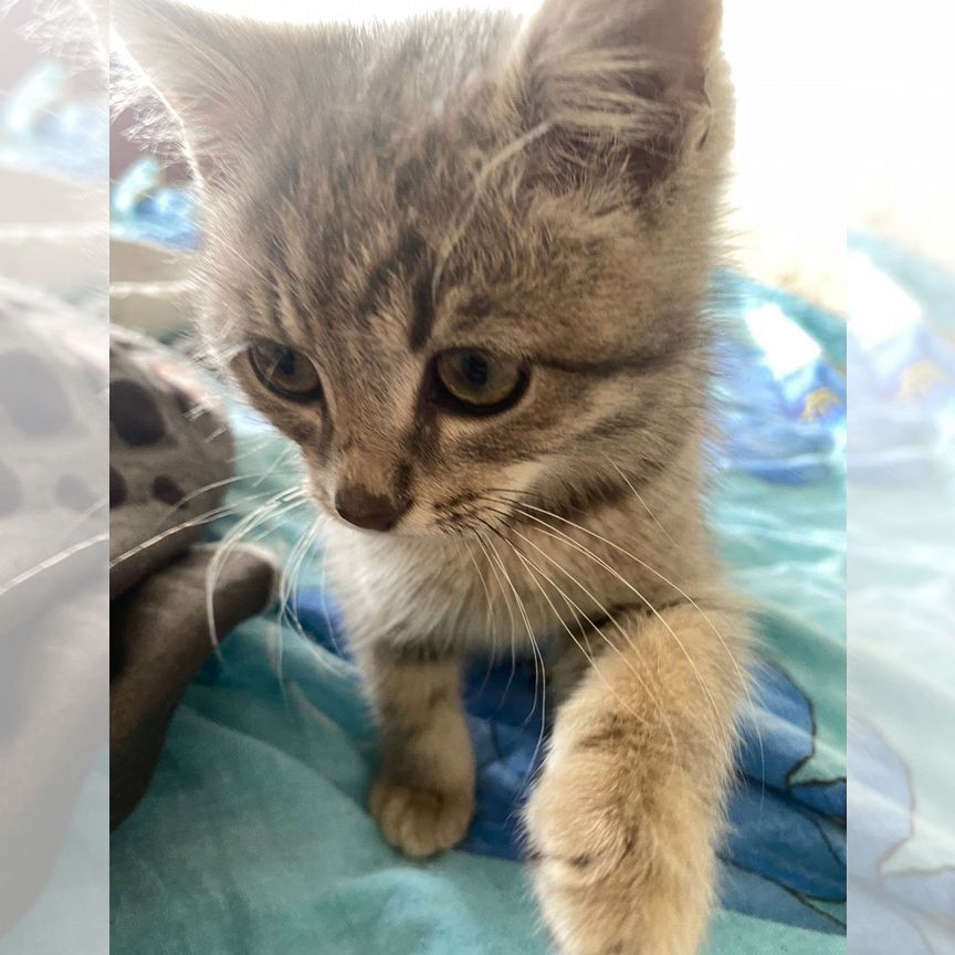 Котёнок в добрые руки