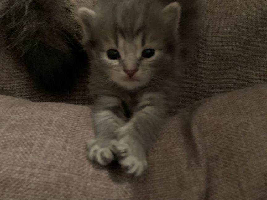 Котята в добрые руки 1 месяц