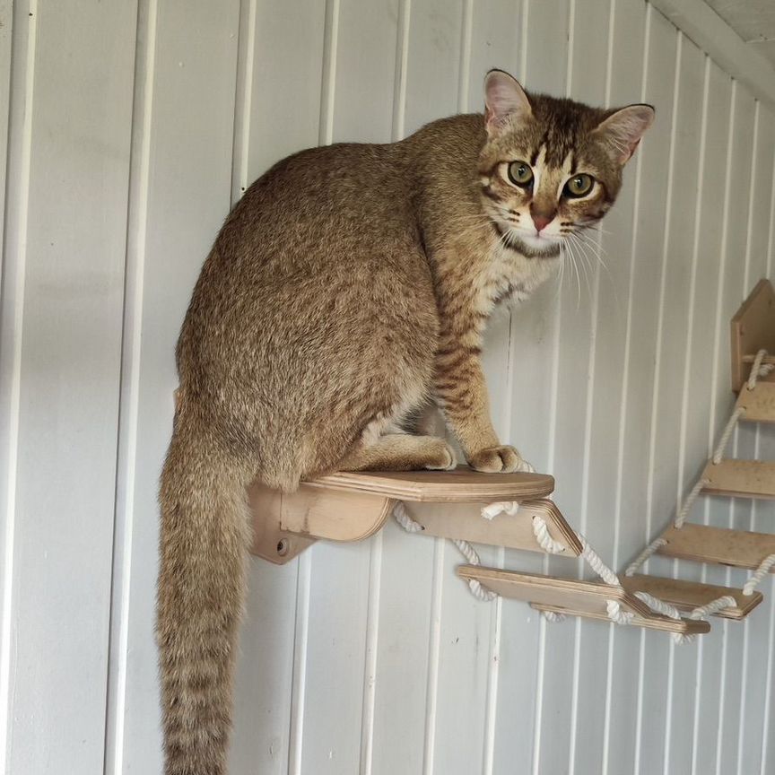 Гибрид алк и британской золотой шиншиллы