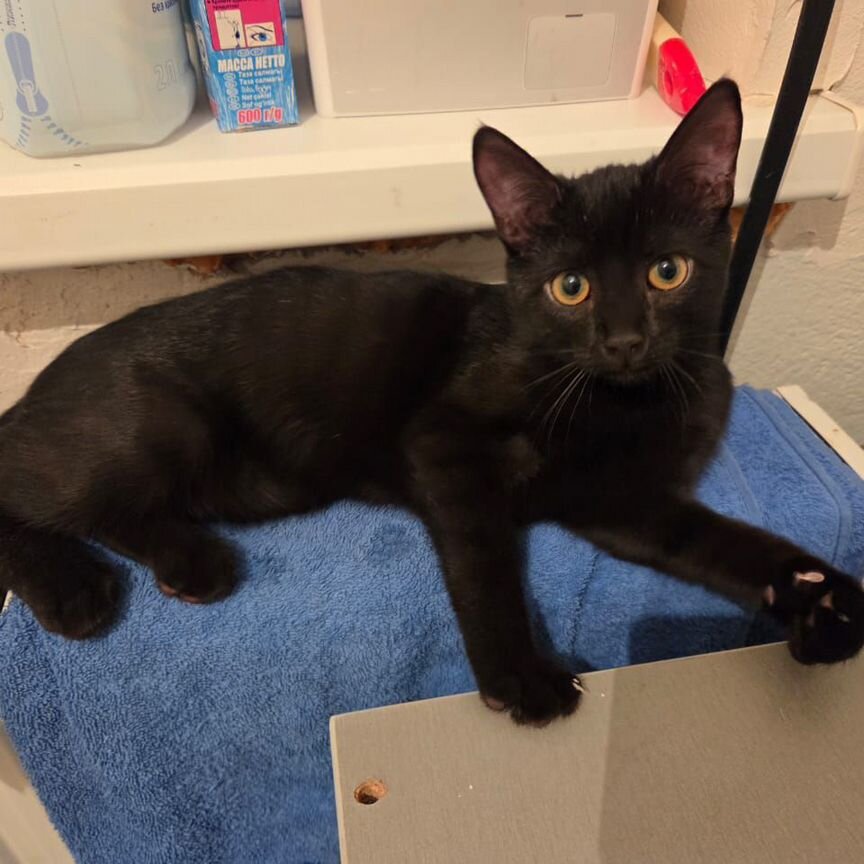 Котёнок в добрые руки