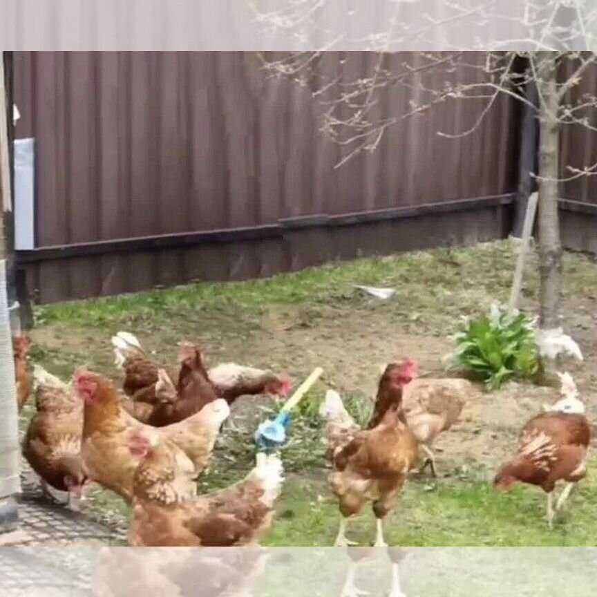 Куры несушки домашние