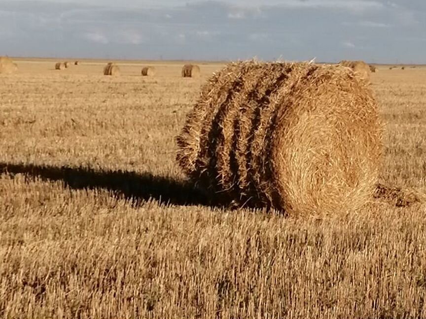 Корма продам