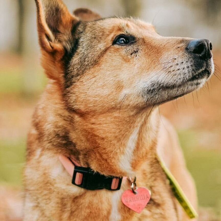 Взрослая собака в добрые руки