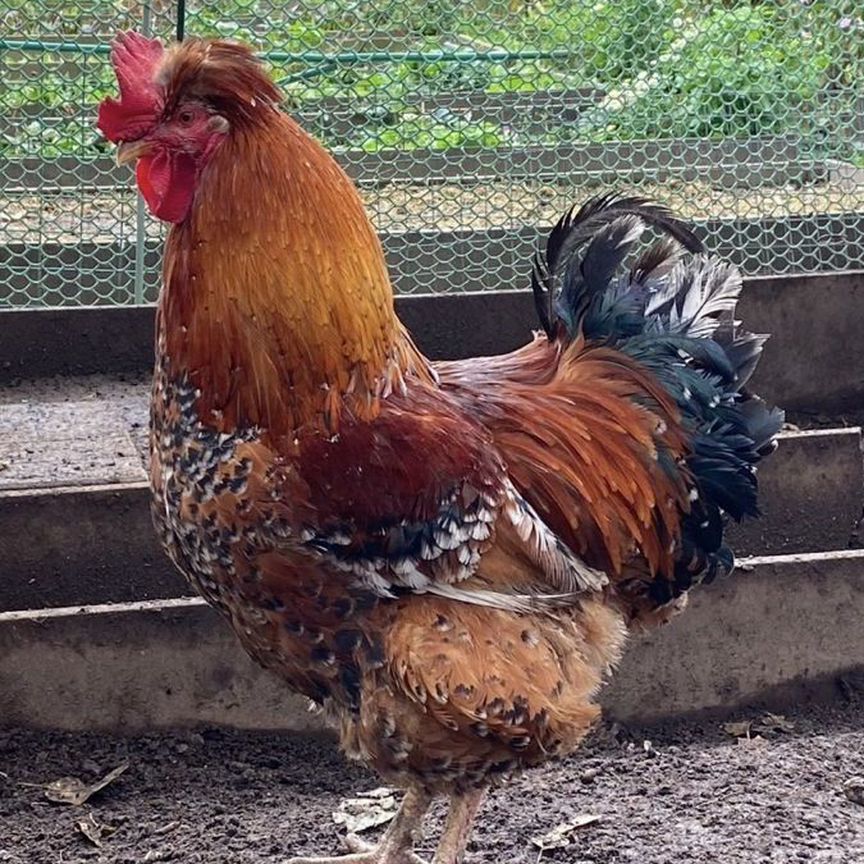 Куры русская хохлатая