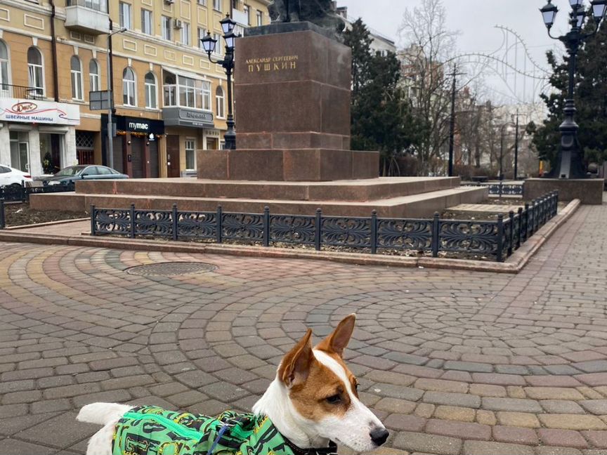 Щенки джек Рассел терьер бесплатно