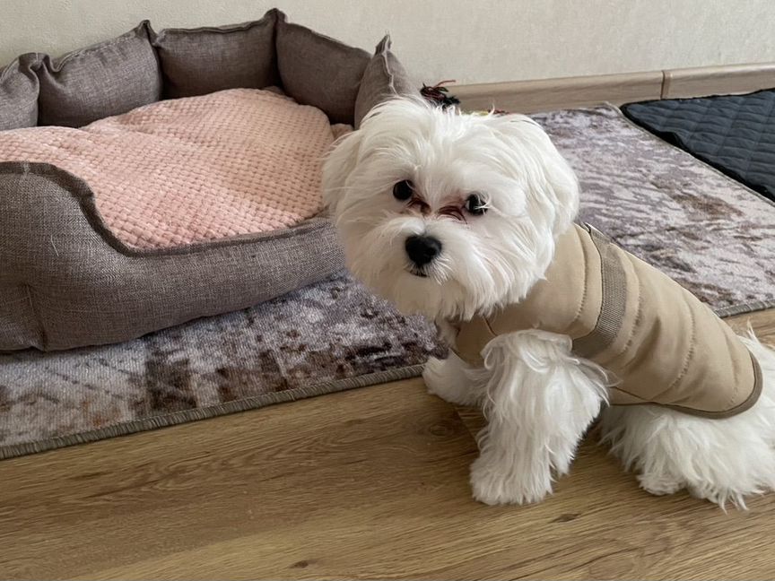 Жилет для животных