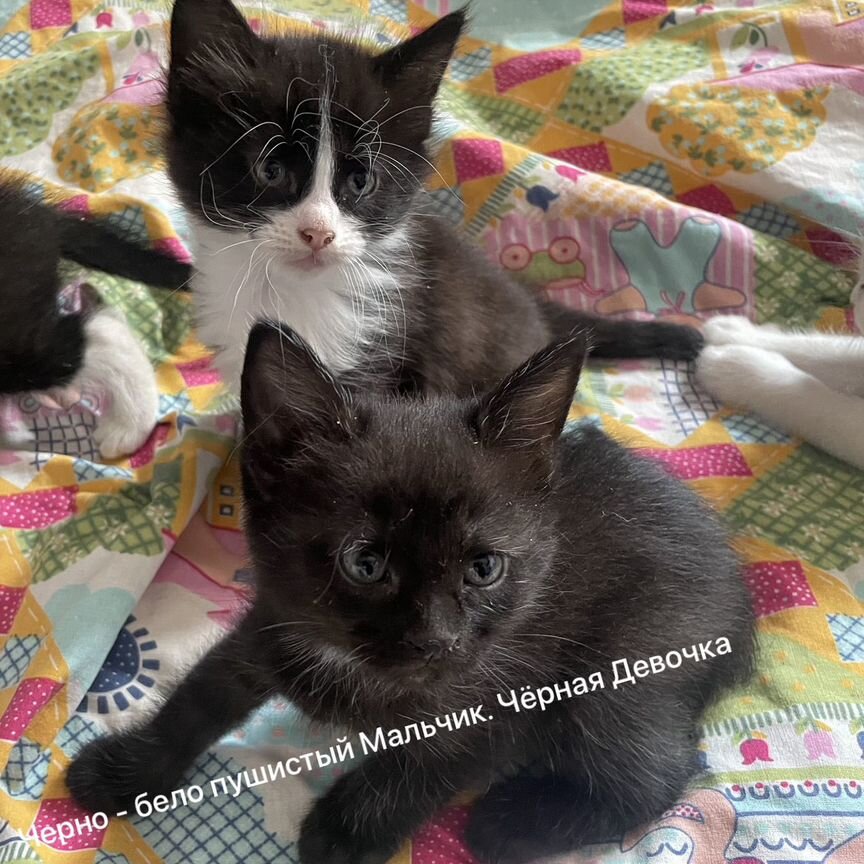 Котятки