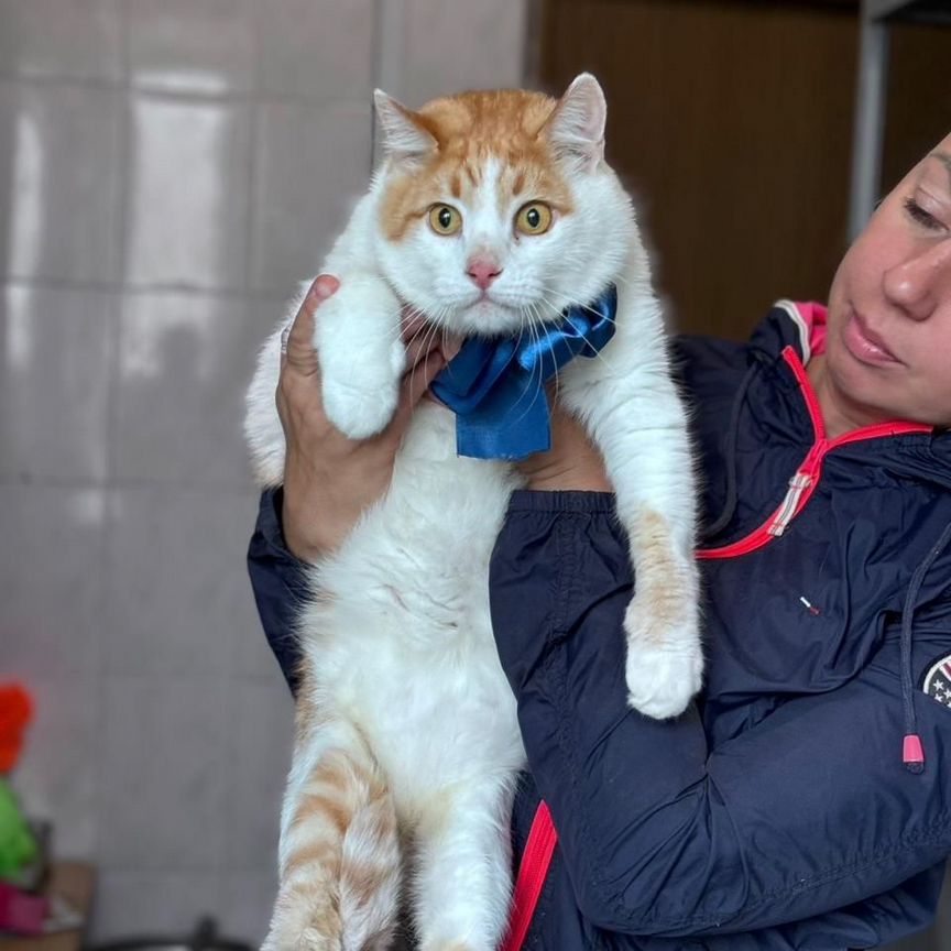 Рыжий кот в добрые руки