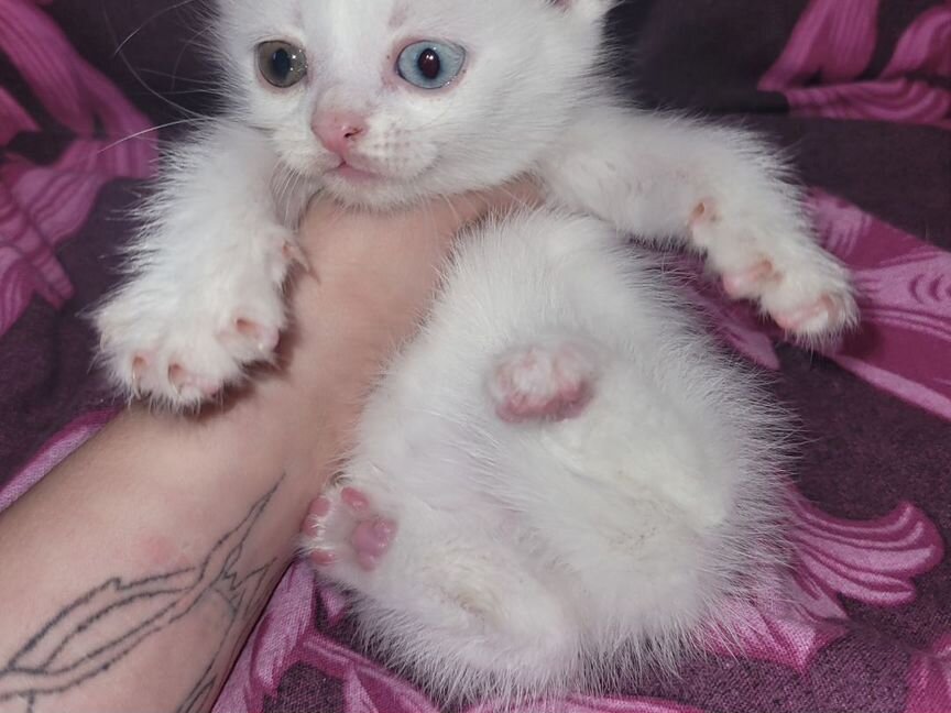 Котята турецкой ангоры