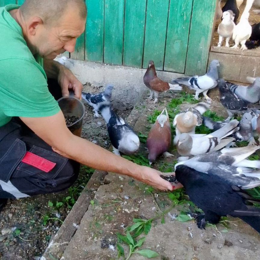 Голуби турецкие такла