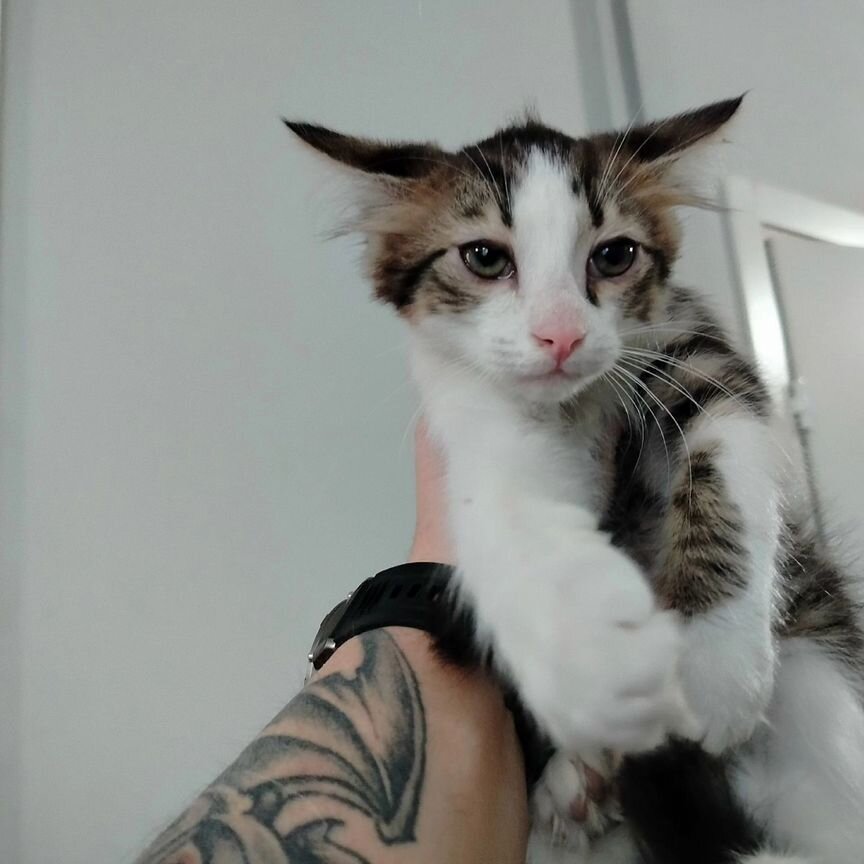 Котёнок