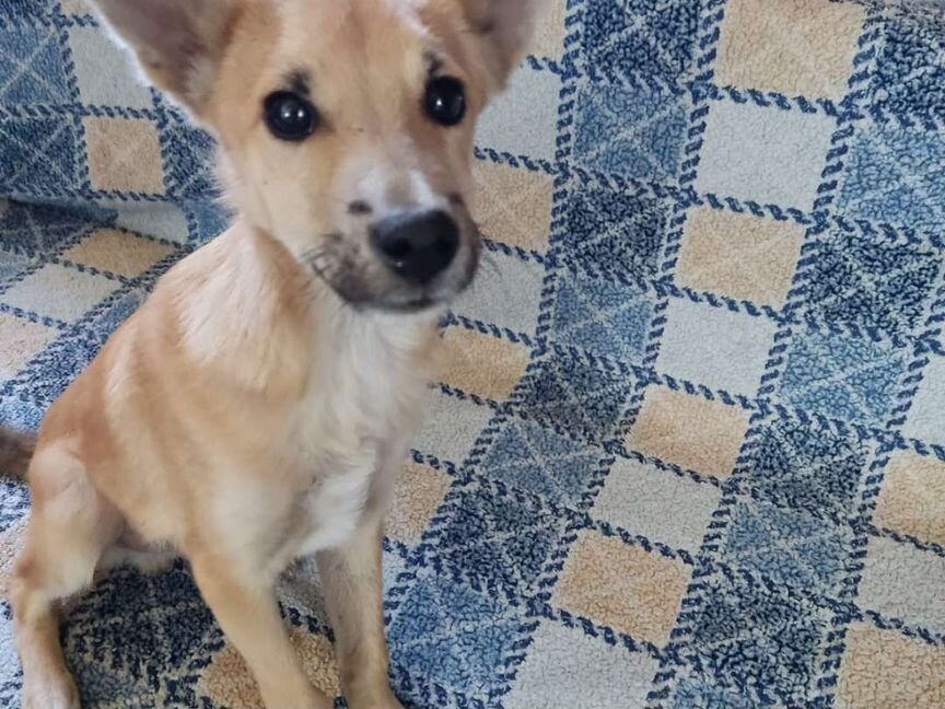 Собака в добрые руки