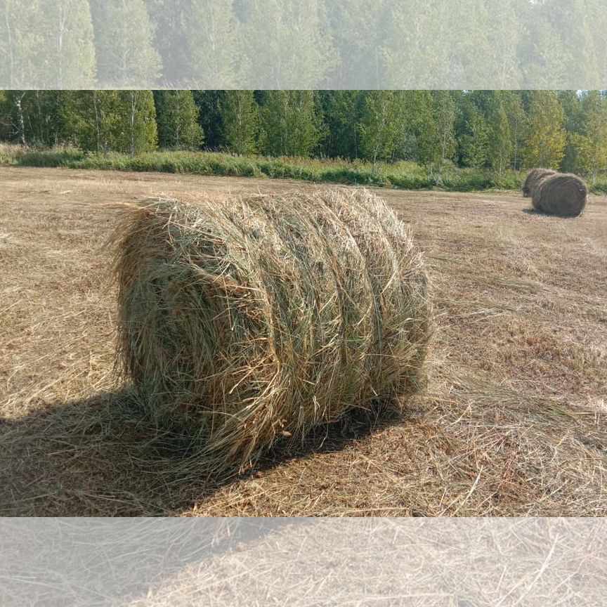 Сено