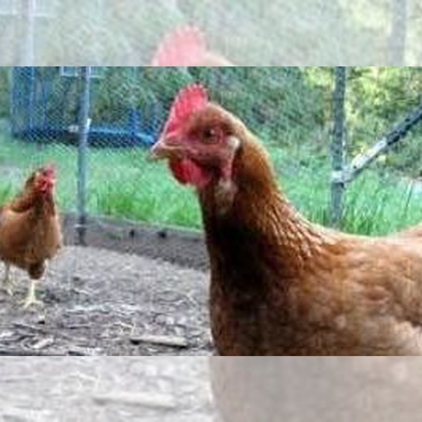 Красные курицы несушки