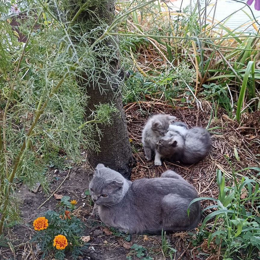 Котята в добрые руки