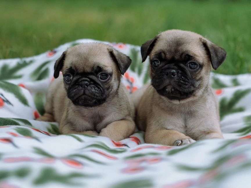 Щенки мопса с родословной