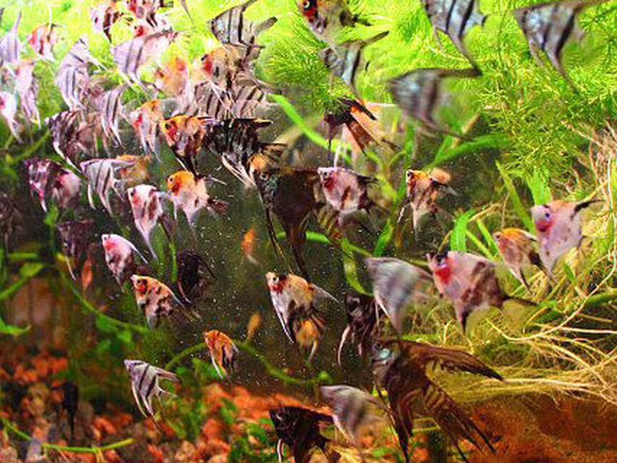 Аквариумные рыбки