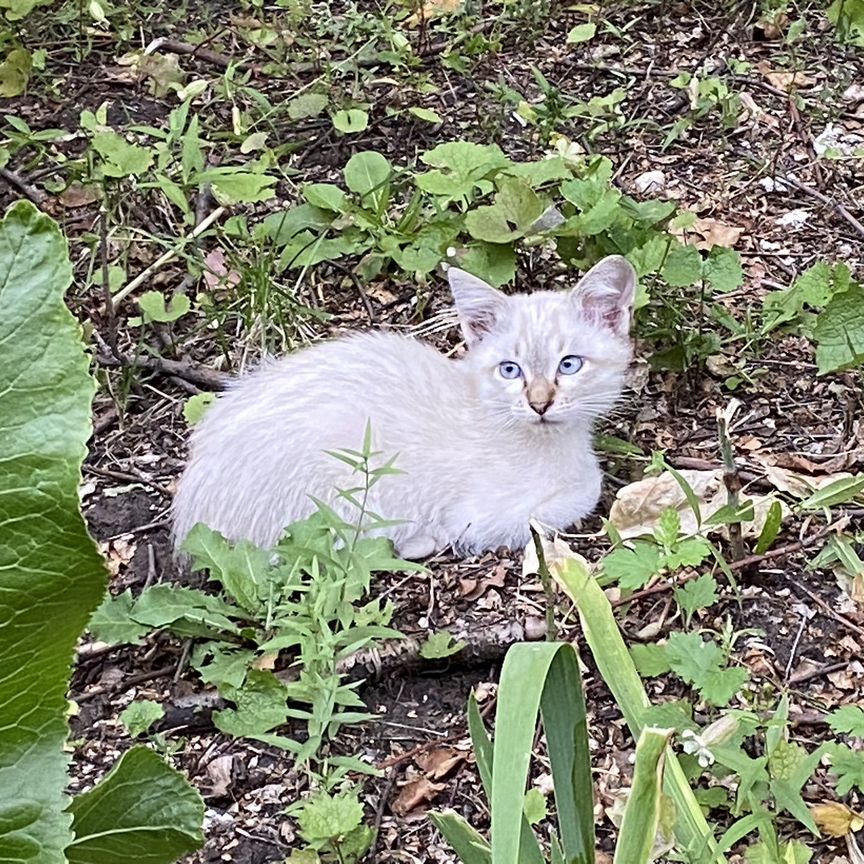 Голубоглазый котенок